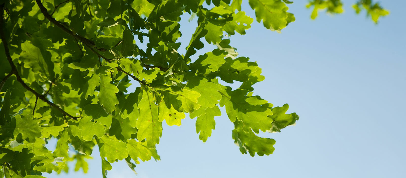 About us | The Elm Foundation